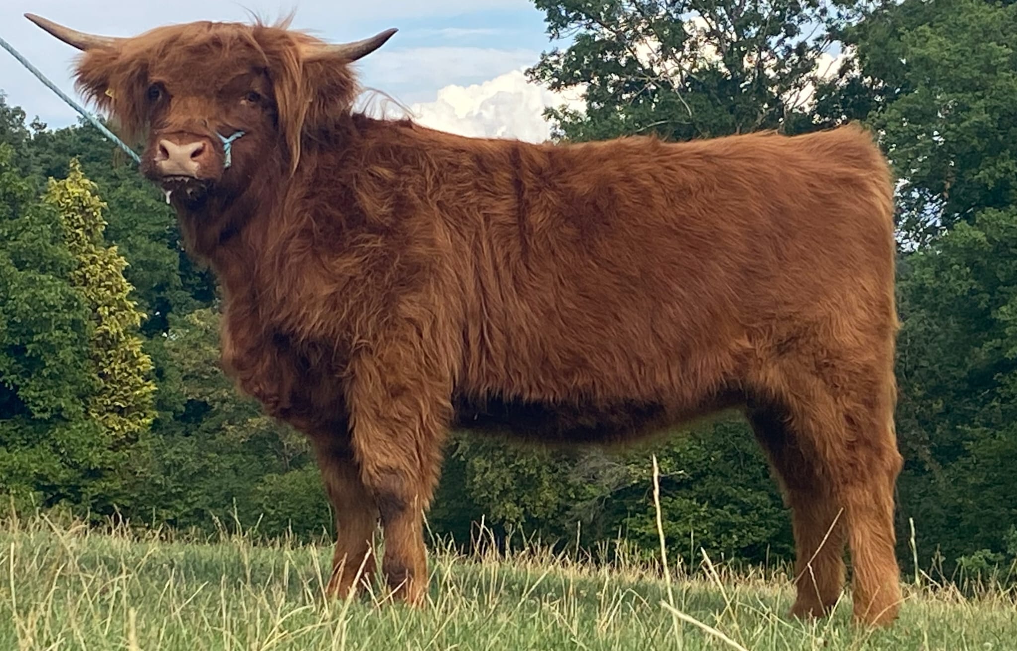 Highland Cattle Database